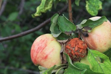 This Is How To Identify And Fix 7 Common Apple Tree Problems & Diseases ...