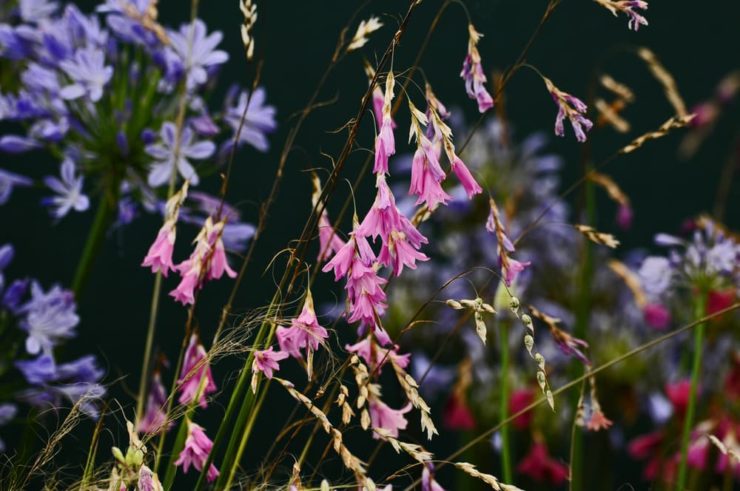 16 Sublime Dierama Varieties With Mostly Pink, White And Red Flowers ...