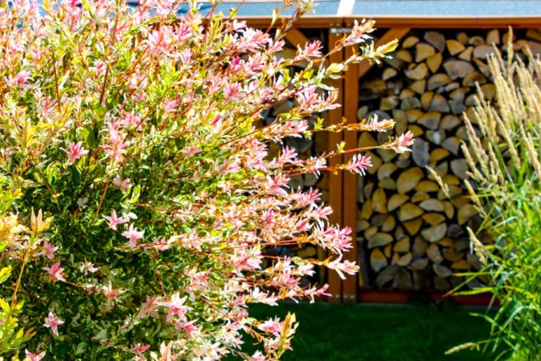 11 Willow Varieties With Interesting Attributes And Habits - Some Can ...