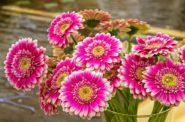 These 10 Beautiful Gerbera Varieties Are Uniform And 'Reliable ...