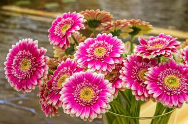These 10 Beautiful Gerbera Varieties Are Uniform And 'Reliable ...