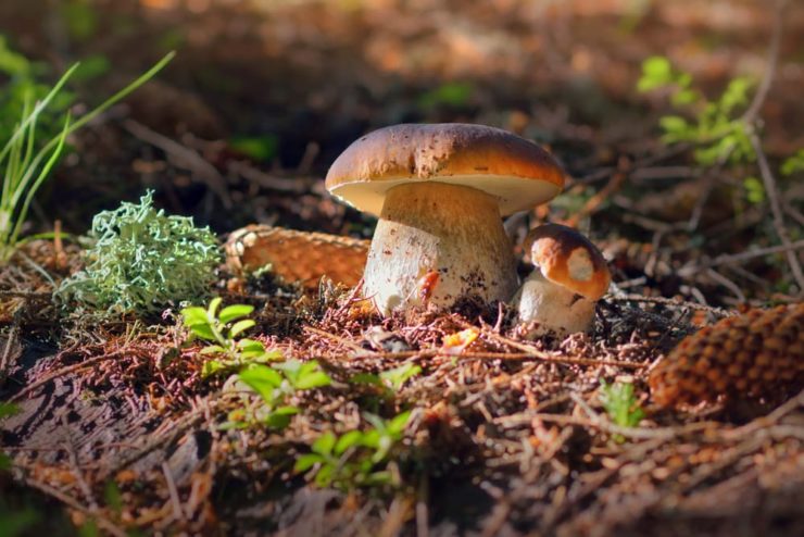 An A-Z List Of Mushroom Varieties - Try Spot These While You're Out And ...