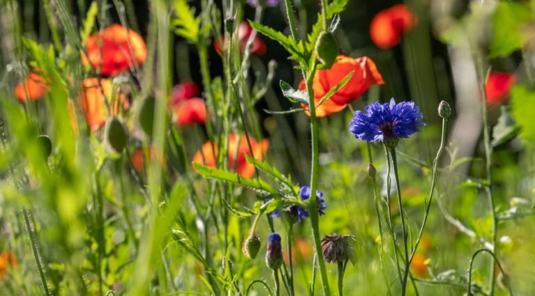 20 Wildlife Garden Ideas To Benefit Nature | Horticulture.co.uk