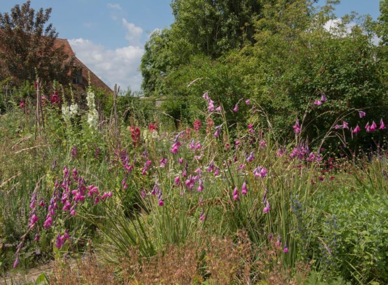 Dierama Plant Growing Tips & Care Guide | Horticulture.co.uk