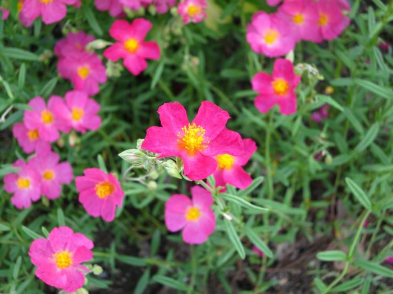 27 Helianthemum 'Rock Rose' Varieties Including Endangered Ones At Risk ...