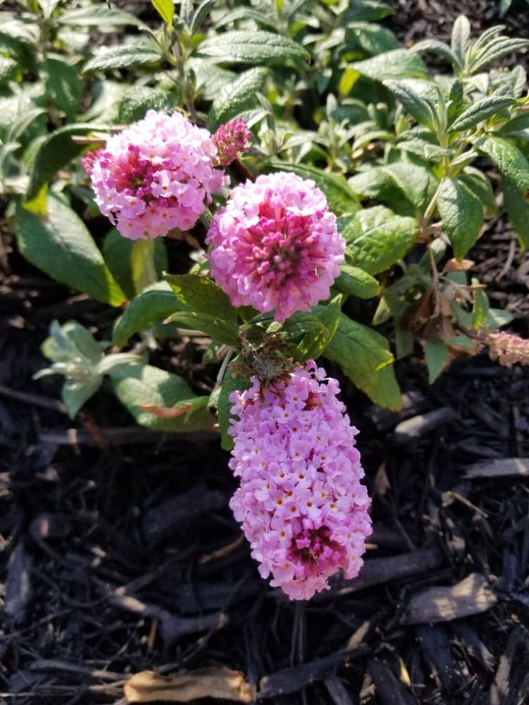 Dwarf Buddleja Plant Care & Growing Tips | Horticulture.co.uk