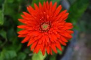 These 10 Beautiful Gerbera Varieties Are Uniform And 'Reliable ...