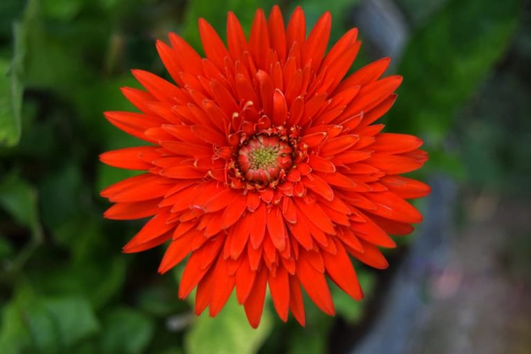These 10 Beautiful Gerbera Varieties Are Uniform And 'Reliable ...