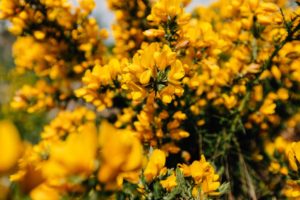 An A-Z List Of 46 Popular Flower Types - How Many Have You Heard Of ...