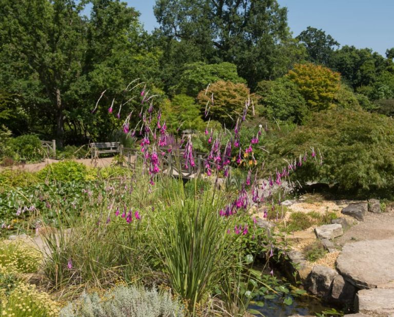 Dierama Plant Growing Tips & Care Guide | Horticulture.co.uk