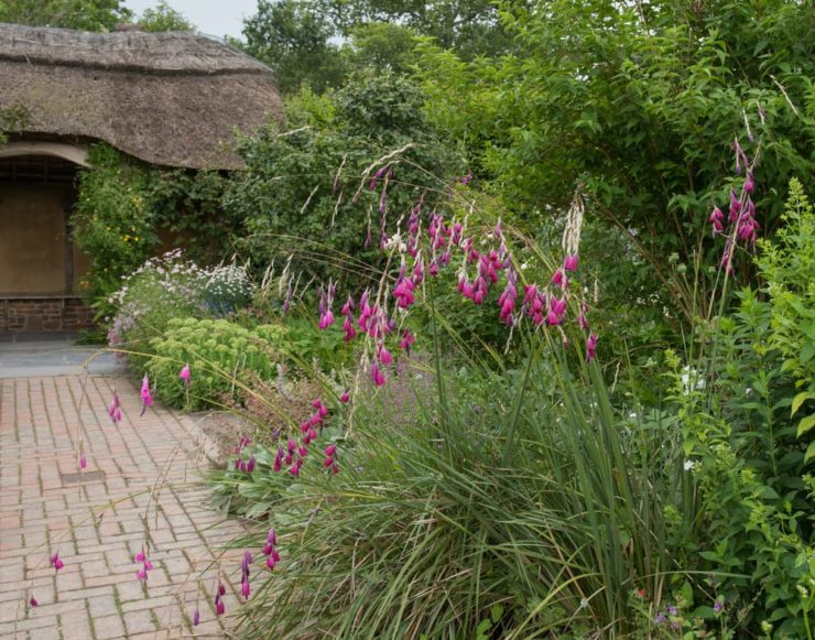 Dierama Plant Growing Tips & Care Guide | Horticulture.co.uk