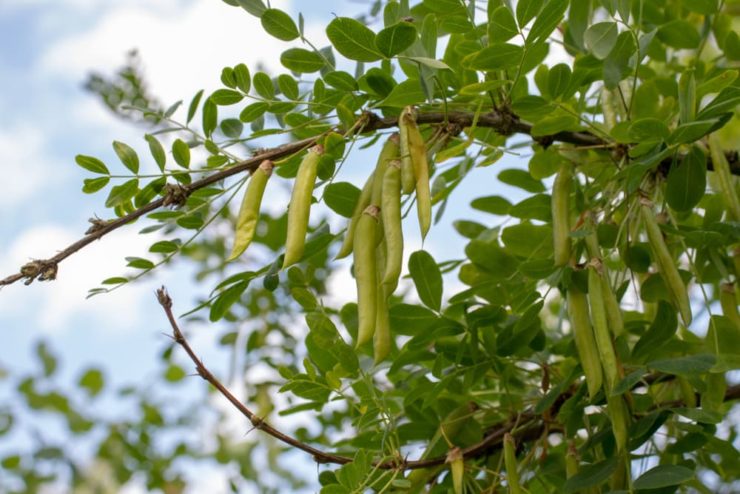 Caragana: Where And How To Grow The Incredibly Hardy ‘Siberian Peatree ...