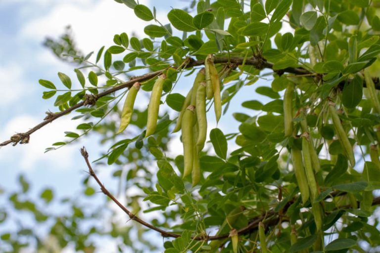 Caragana: Where And How To Grow The Incredibly Hardy ‘Siberian Peatree ...
