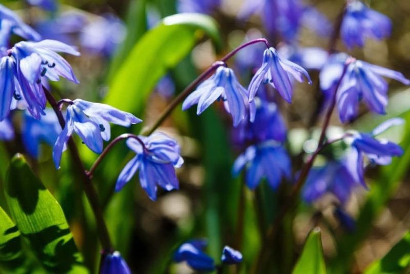 8 Winter Flowering Bulbs (& When To Plant Them) | Horticulture