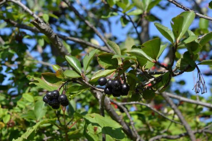A Comprehensive A-Z List Of Berry Types From Acai To Tayberry ...