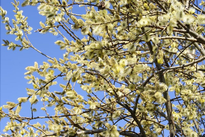 How To Grow A Willow Tree - 'The Need For Moist Soil Should Not Be ...