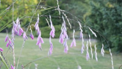 Dierama Plant Growing Tips & Care Guide | Horticulture.co.uk