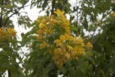 Caragana: Where And How To Grow The Incredibly Hardy ‘Siberian Peatree ...
