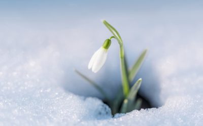 8 Winter Flowering Bulbs (& When To Plant Them) | Horticulture