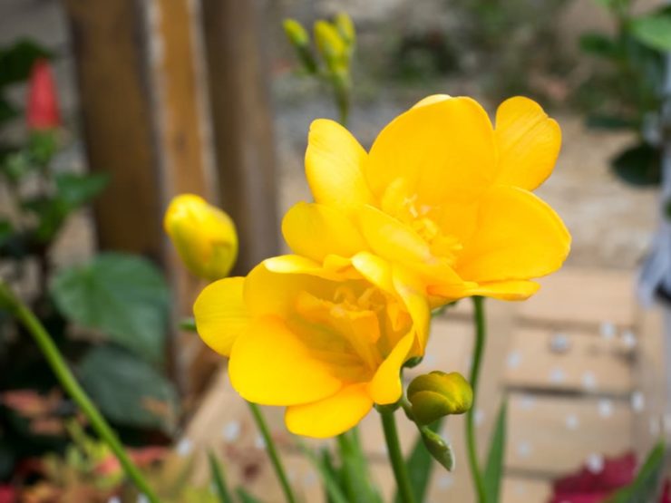 17 Distinct Freesia Varieties - 'Select By The Nose As Well As The Eye ...