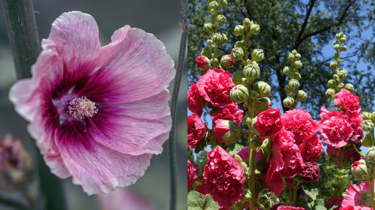 Gardeners' Hollyhock Growing Advice For That Quintessential Cottage ...