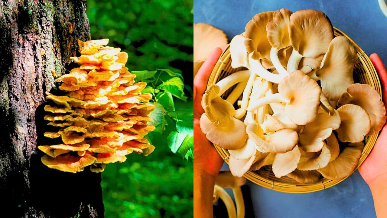 An A-Z List Of Mushroom Varieties - Try Spot These While You're Out And ...