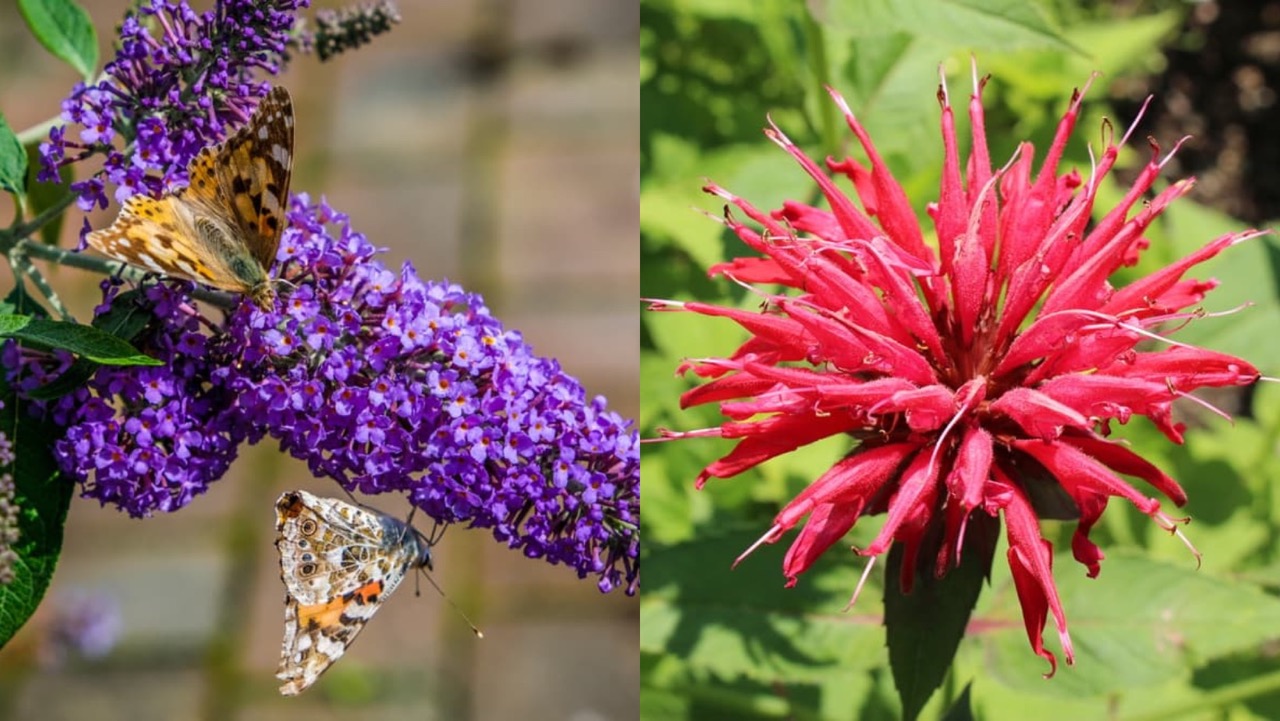 An A-Z List Of 46 Popular Flower Types - How Many Have You Heard Of ...