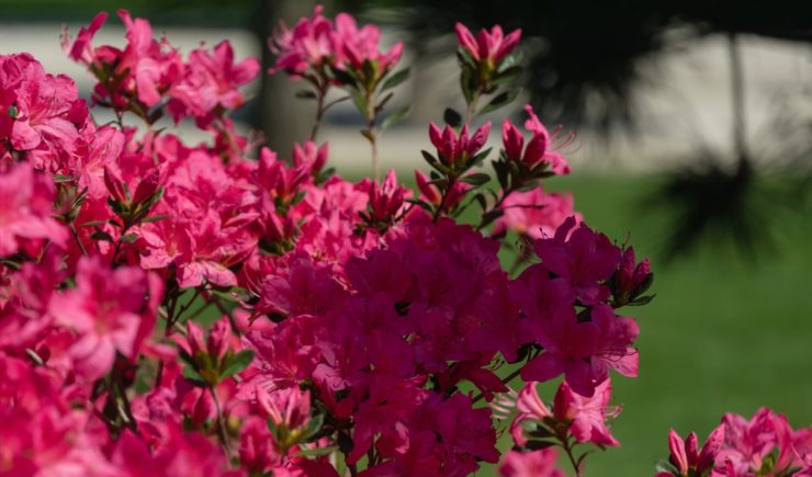 Azalea Japonica - How To Grow This Compact Shrub (Plus Some Interesting ...