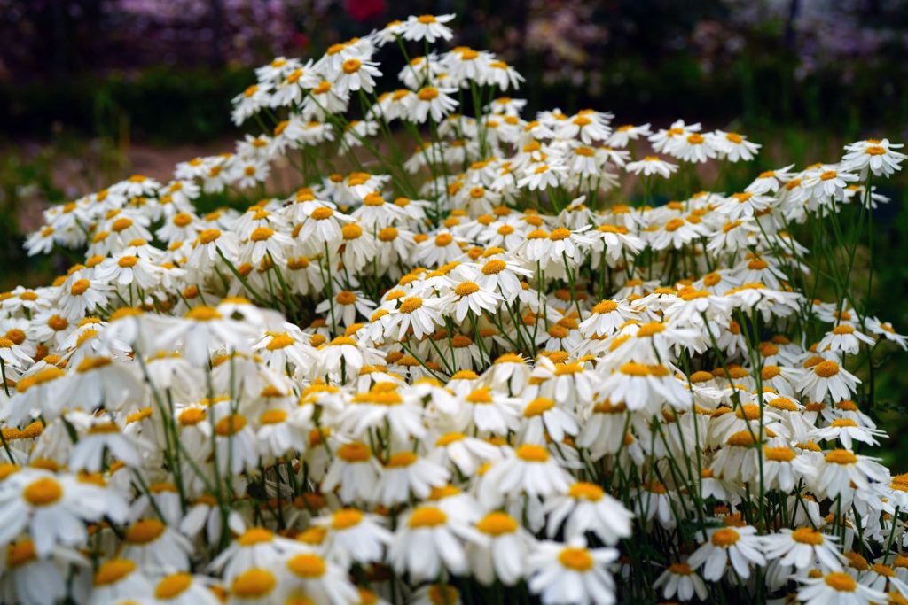 'Feverfew' Tanacetum Parthenium Care & Growing | Horticulture