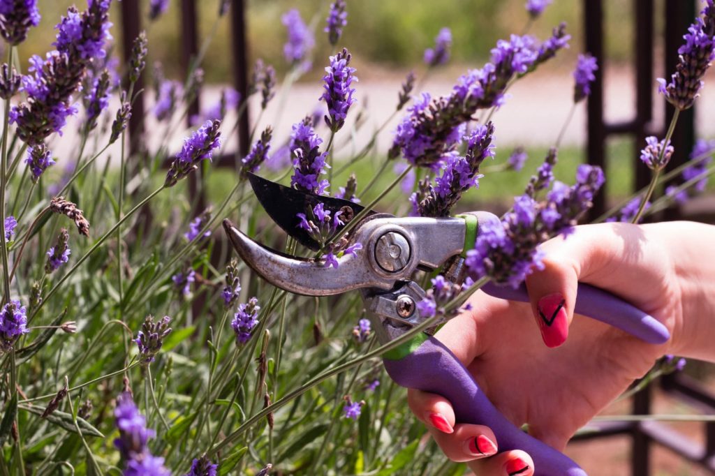Propagate Lavender Cuttings This Summer With Emily Cupit's 6 Step Guide ...