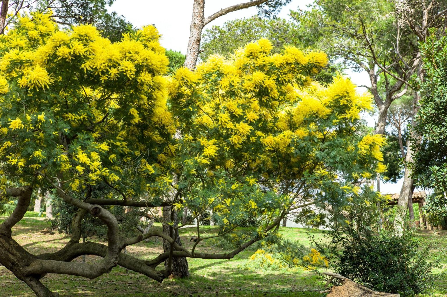 'Mimosa Tree' Is The Name Used For Two Non-Native Species - These Are ...