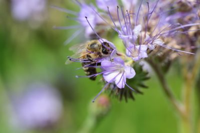According To Beekeepers, These 14 Plants Are Irresistible To Bees ...