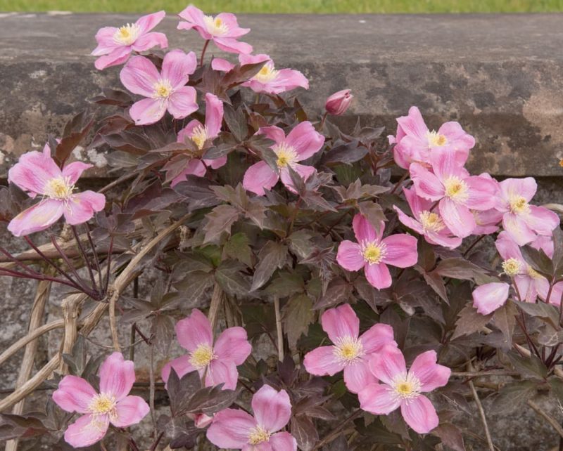 Choosing 15 Clematis Varieties For Shade With The International ...
