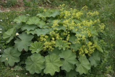 42 Plants And Flowers That Spread Easily | Horticulture.co.uk