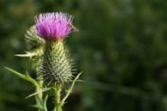 17 Types Of Thistles With Native, Naturalised And Even Edible Options ...