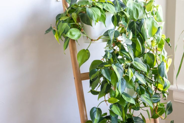 From Bird's Nest Fern To String Of Pearls - 19 Impressive Trailing ...