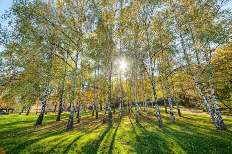 These Are The 10 Fastest Growing Trees According To The Urban Forest ...
