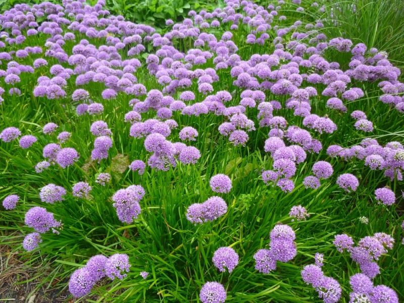 42 Plants That Spread Easily Including Prolific Clump Forming Options ...