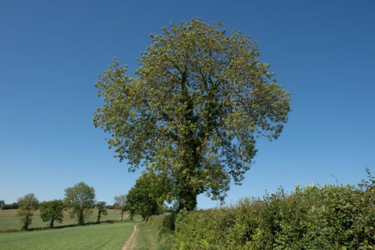 These Are The 10 Fastest Growing Trees According To The Urban Forest ...