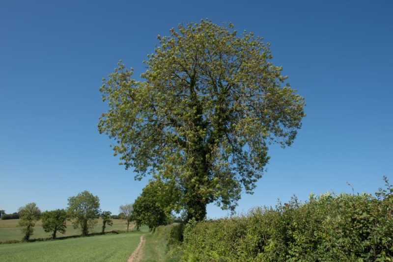 These Are The 10 Fastest Growing Trees According To The Urban Forest ...