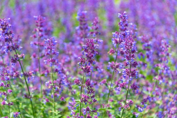 These 20 Perennial (Cold Hardy) Herbs Should Be A Cornerstone Of Any ...