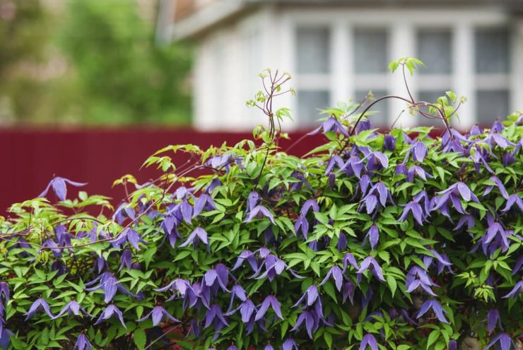 Choosing 15 Clematis Varieties For Shade With The International ...
