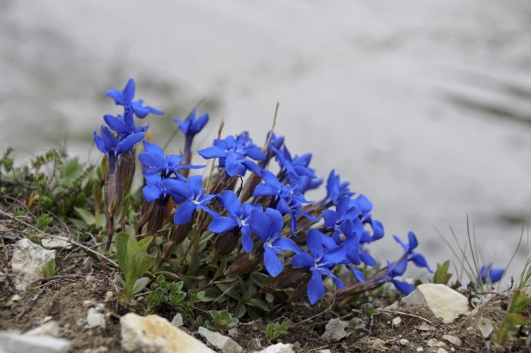 Learn To Grow An Alpine Rock Garden With Inspiration From RHS Harlow ...