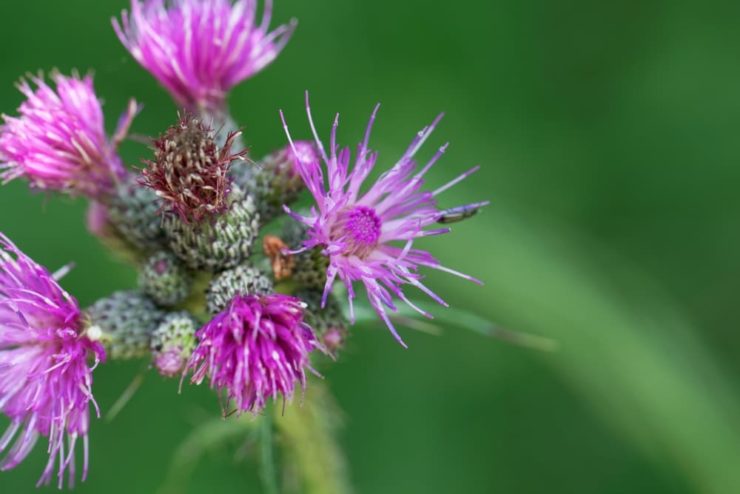 17 Types Of Thistles With Native, Naturalised And Even Edible Options ...