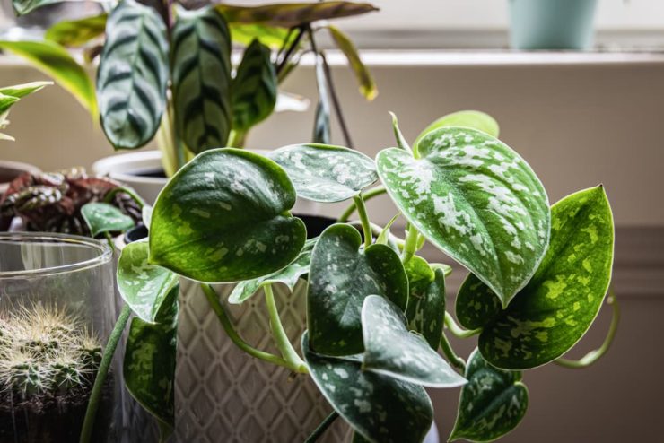 From Bird's Nest Fern To String Of Pearls - 19 Impressive Trailing ...