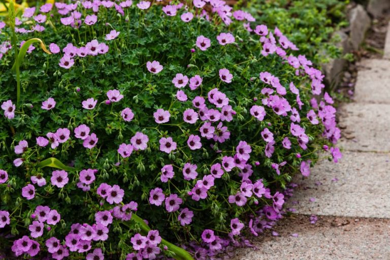 Learn To Grow An Alpine Rock Garden With Inspiration From RHS Harlow ...