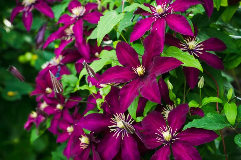 15 Flowering Clematis Plants For Shade | Horticulture.co.uk