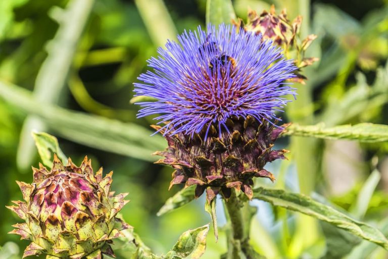 17 Types Of Thistles With Native, Naturalised And Even Edible Options ...