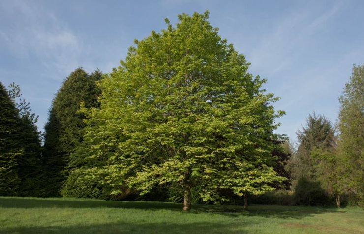 These Are The 10 Fastest Growing Trees According To The Urban Forest ...