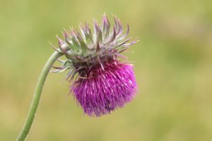 17 Types Of Thistles With Native, Naturalised And Even Edible Options ...